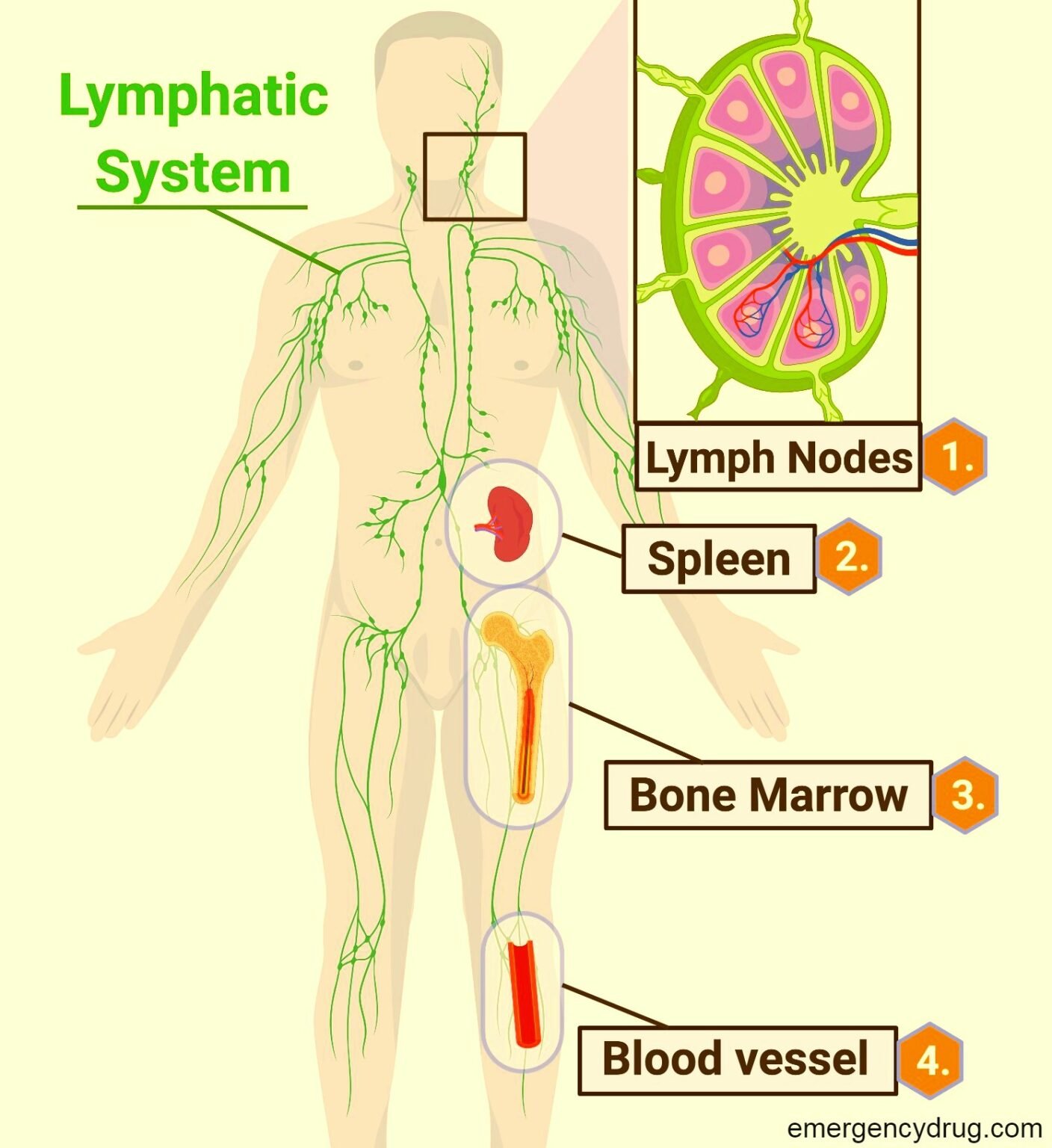 Chronic Lymphocytic Leukemia (CLL) - Symptoms, Causes and Treatment ...