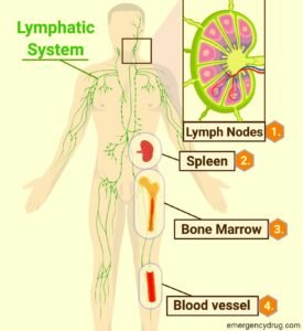 Chronic Lymphocytic Leukemia (CLL) - Symptoms, Causes and Treatment ...